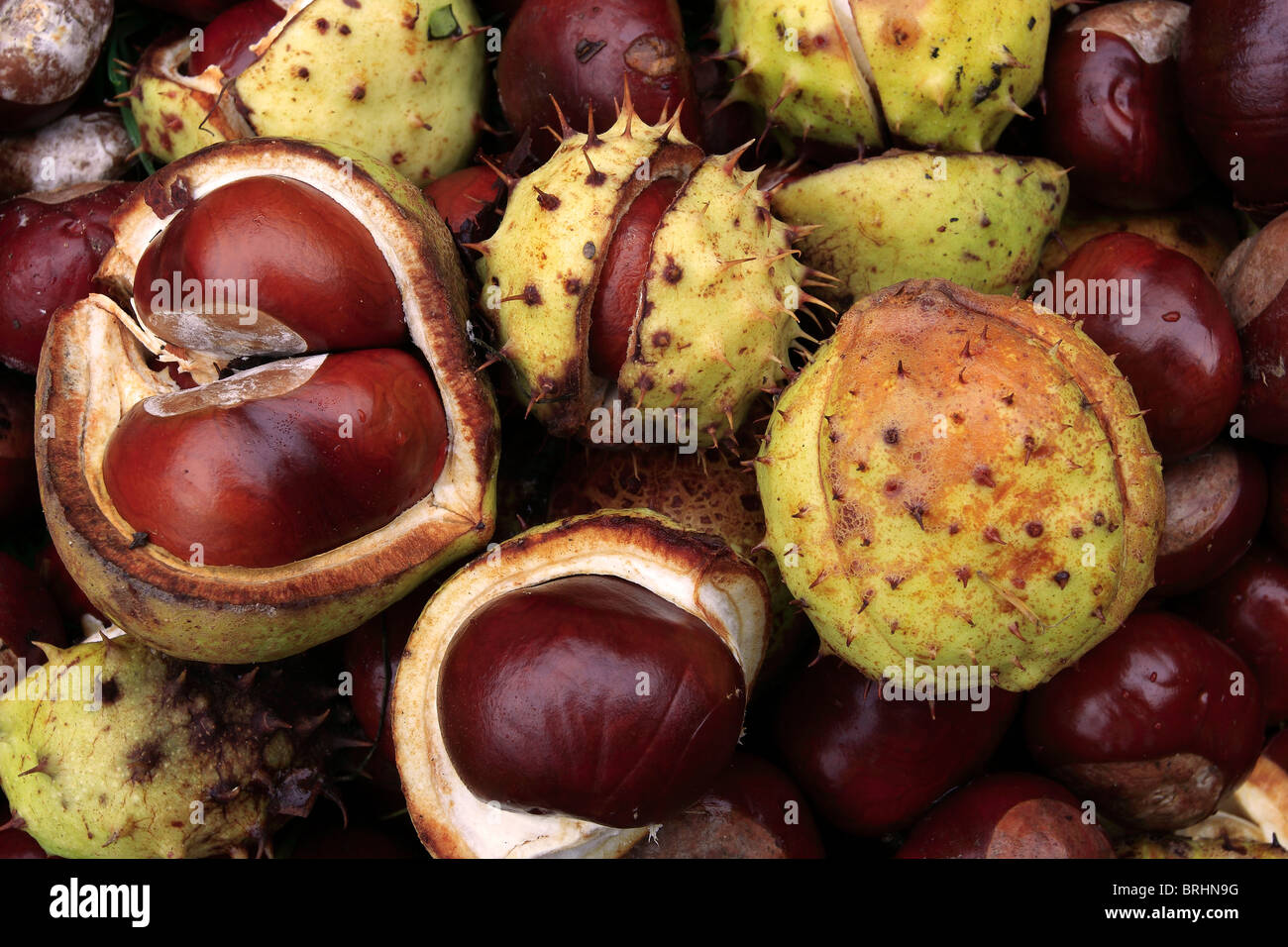 Shiny brown nut shells hi-res stock photography and images - Alamy