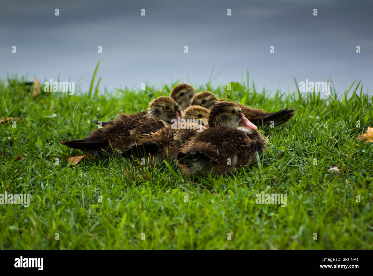 Ducklings hi-res stock photography and images - Alamy