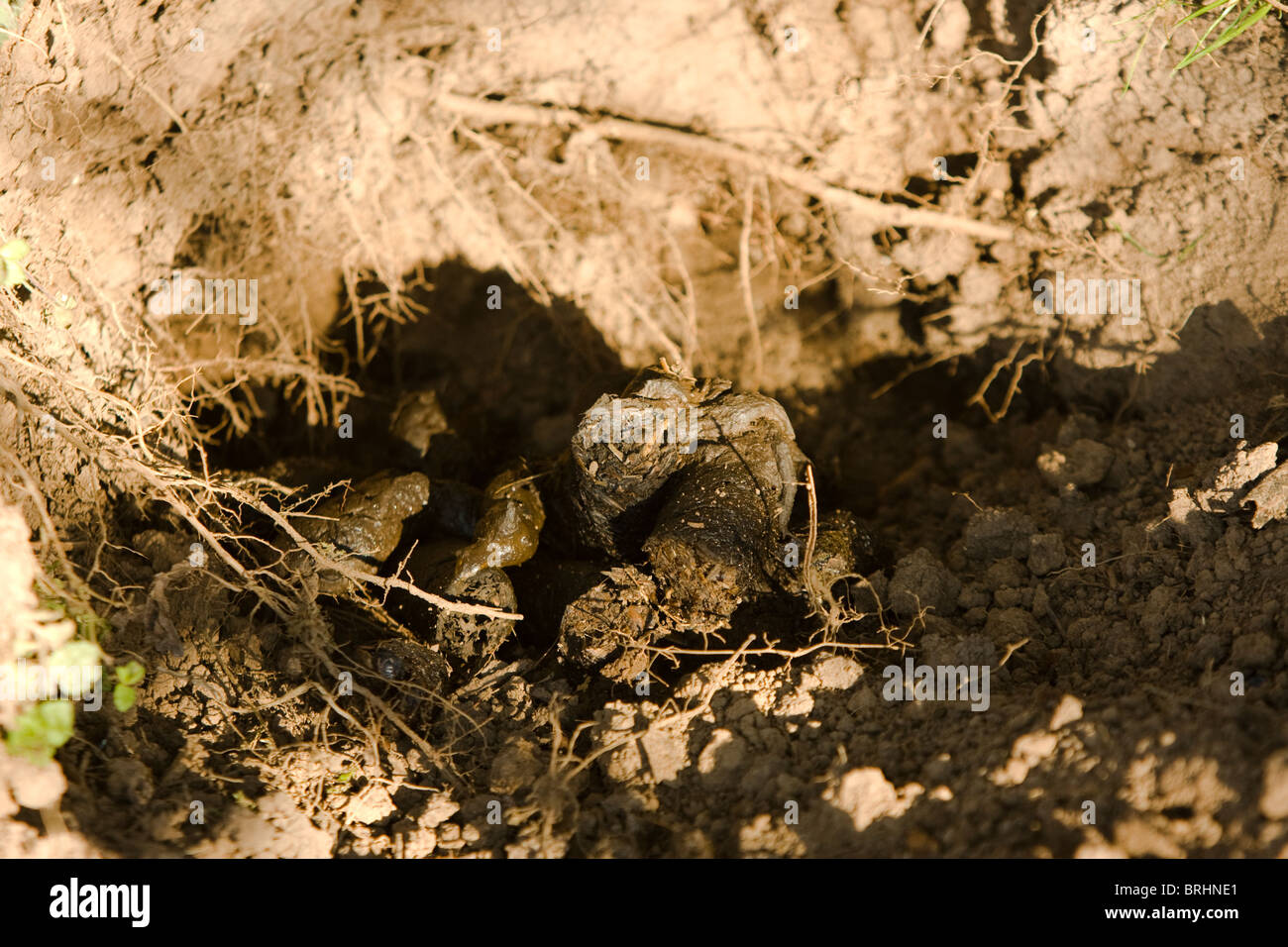 Badger poo hi-res stock photography and images - Alamy