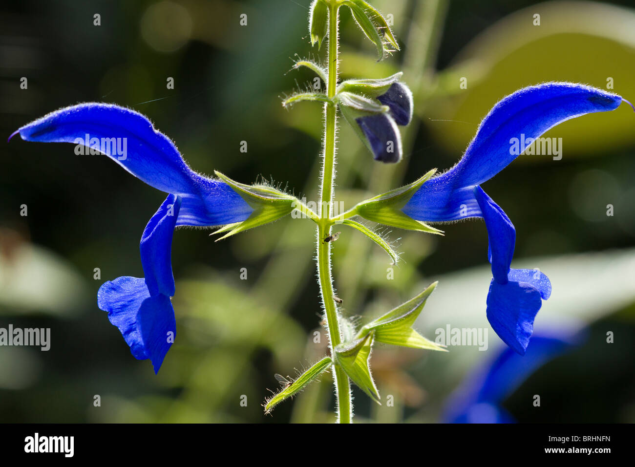 Salvia patens 'Royal Blue' in bloom in early Autumn in Sussex, England ...
