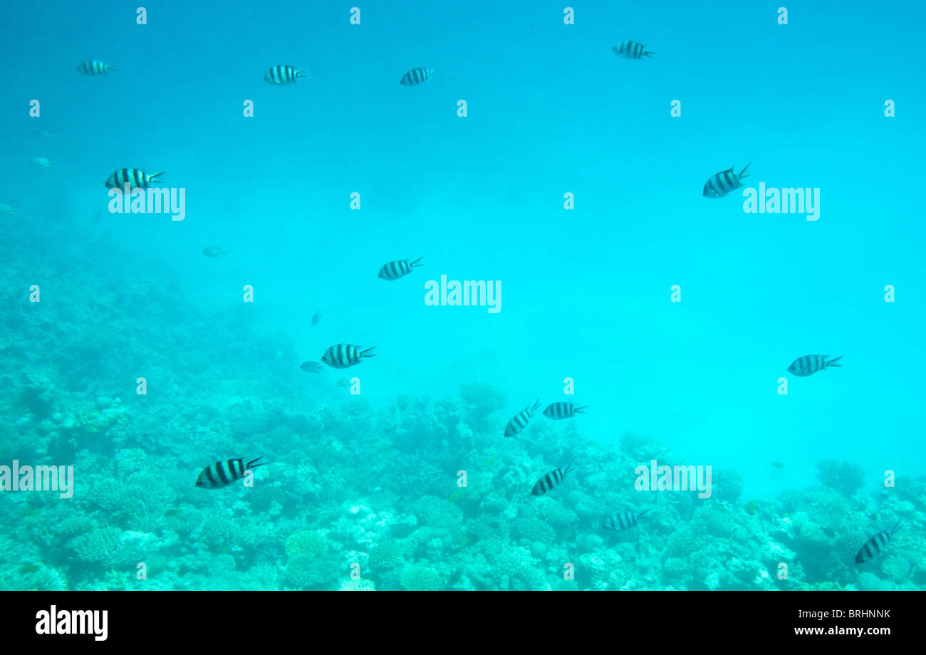 underwater view in Red sea, Egypt Stock Photo - Alamy