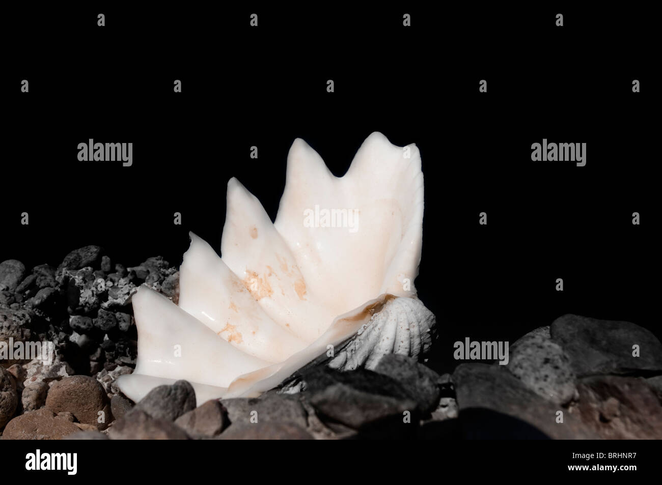 Clam shape hi-res stock photography and images - Alamy
