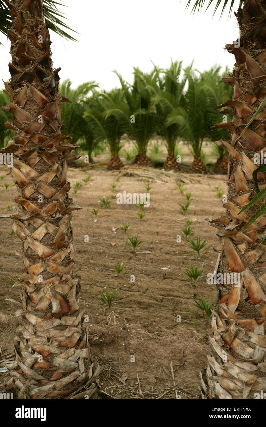 Agriculture of ornamental palm trees rows plantation Stock Photo - Alamy