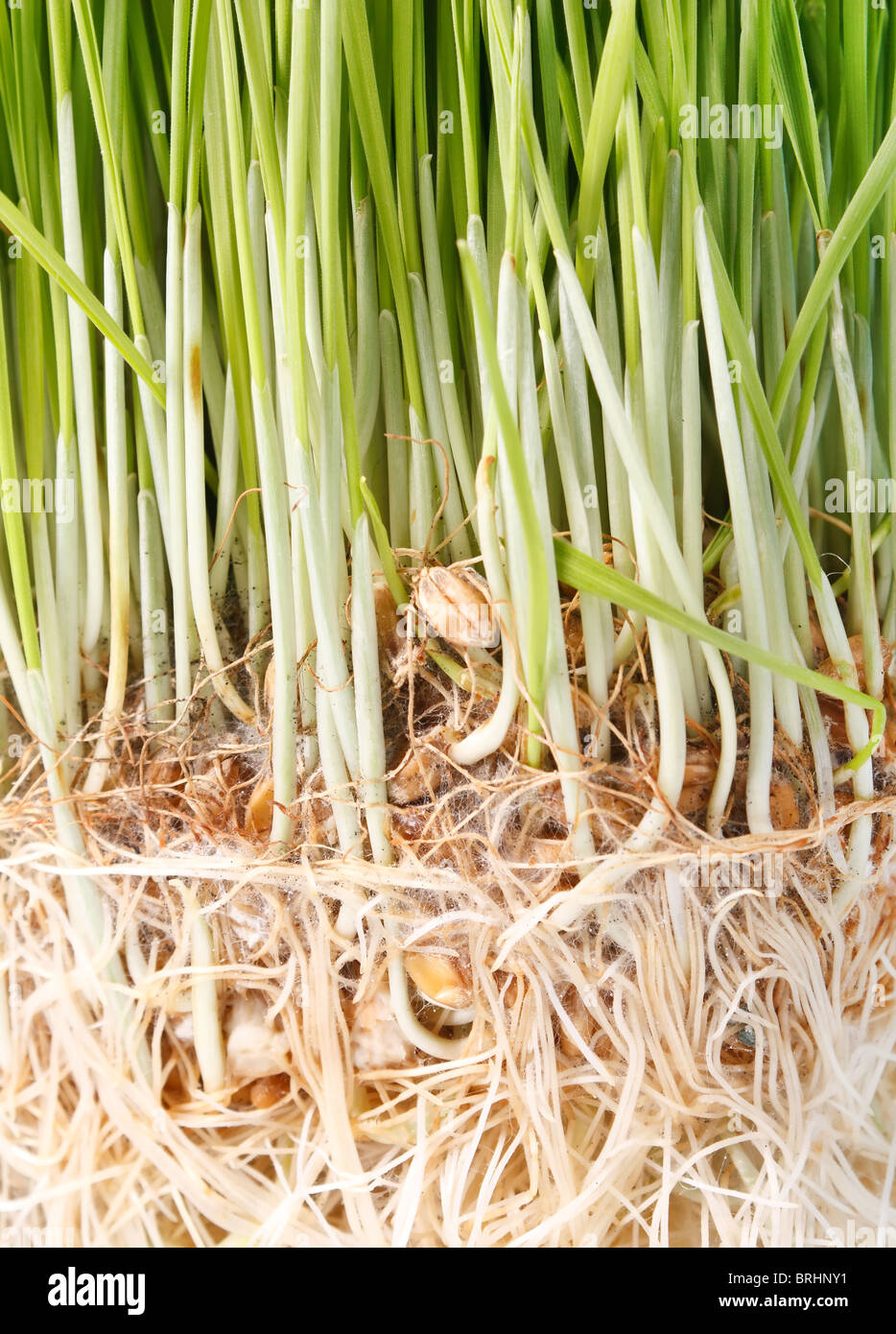 Wheat plant roots hi-res stock photography and images - Alamy