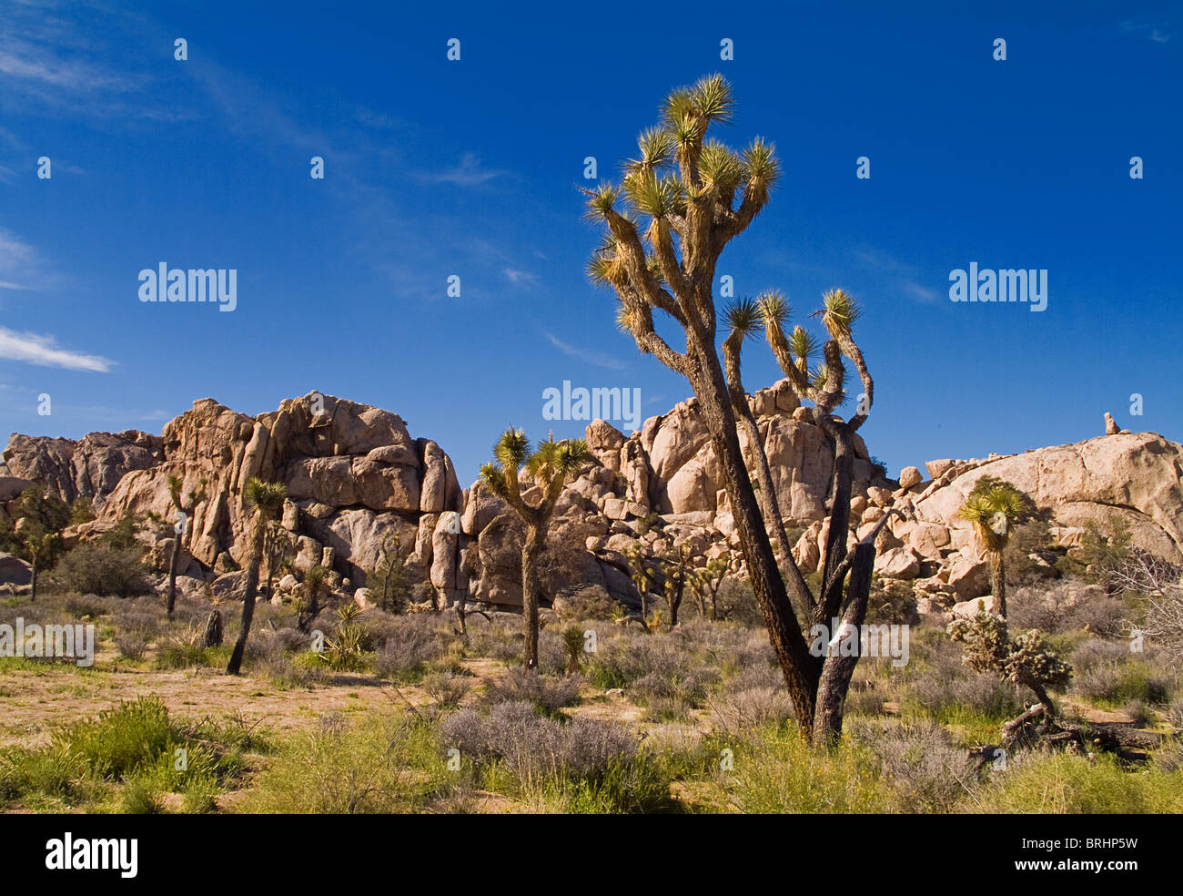 Rock formation joshua tree hi-res stock photography and images - Alamy