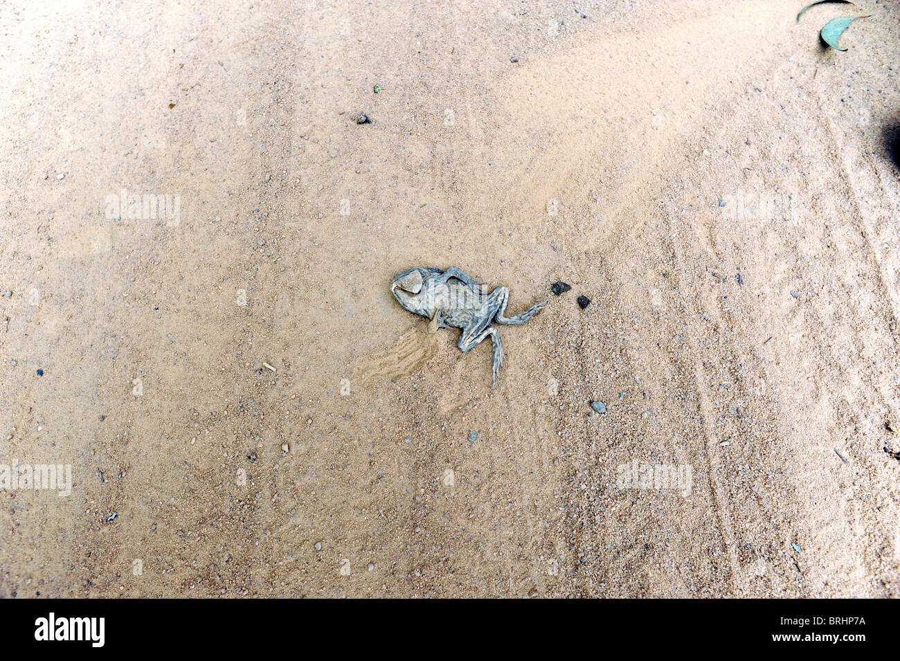 Squashed dead Frog on the road Brazil Stock Photo - Alamy