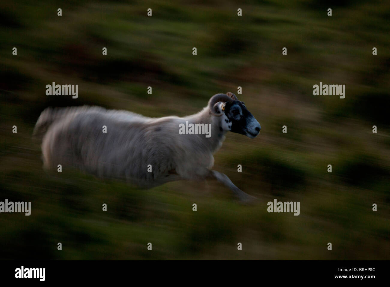 Scottish Blackface sheep at dusk, isle of Mull, Hebrides, Scotland ...