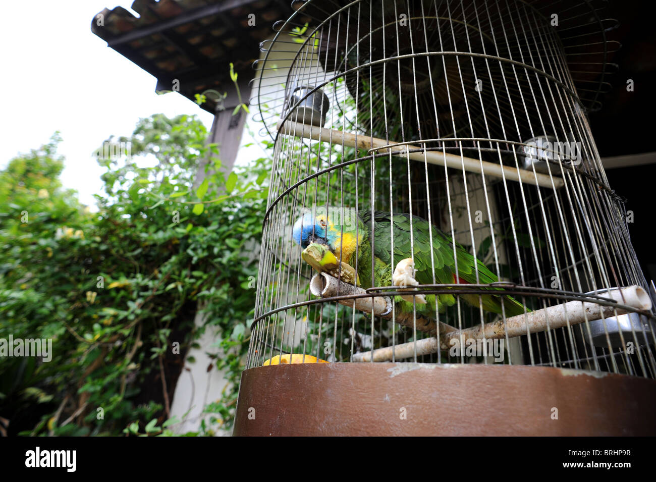 Parrot In Cage High Resolution Stock Photography and Images - Alamy