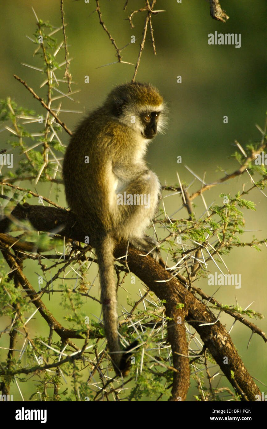 Young black-faced vervet monkey sitting in acacia tree, Samburu, Kenya ...
