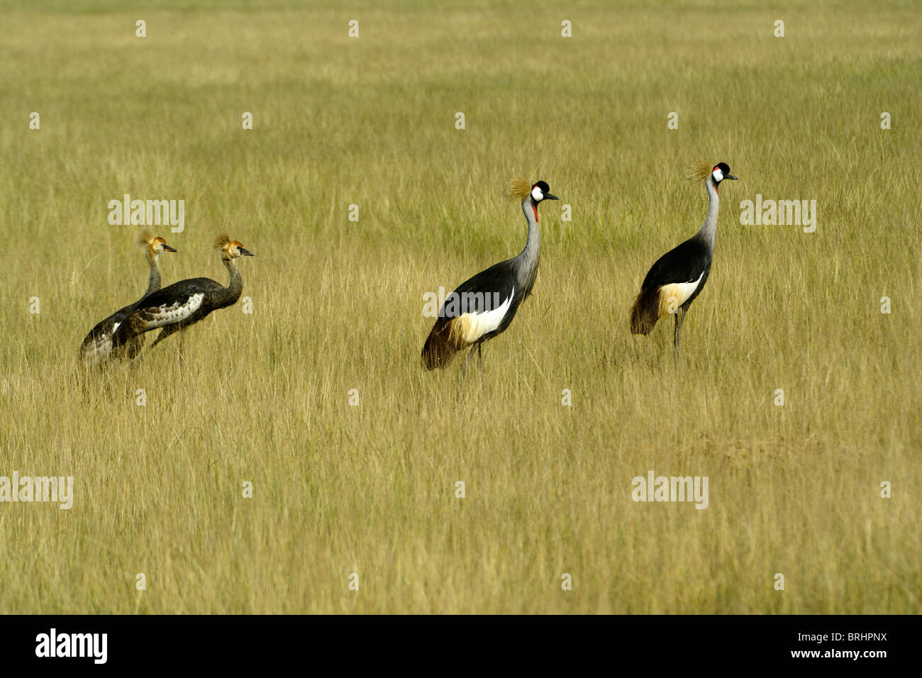 Crane family hi-res stock photography and images - Alamy