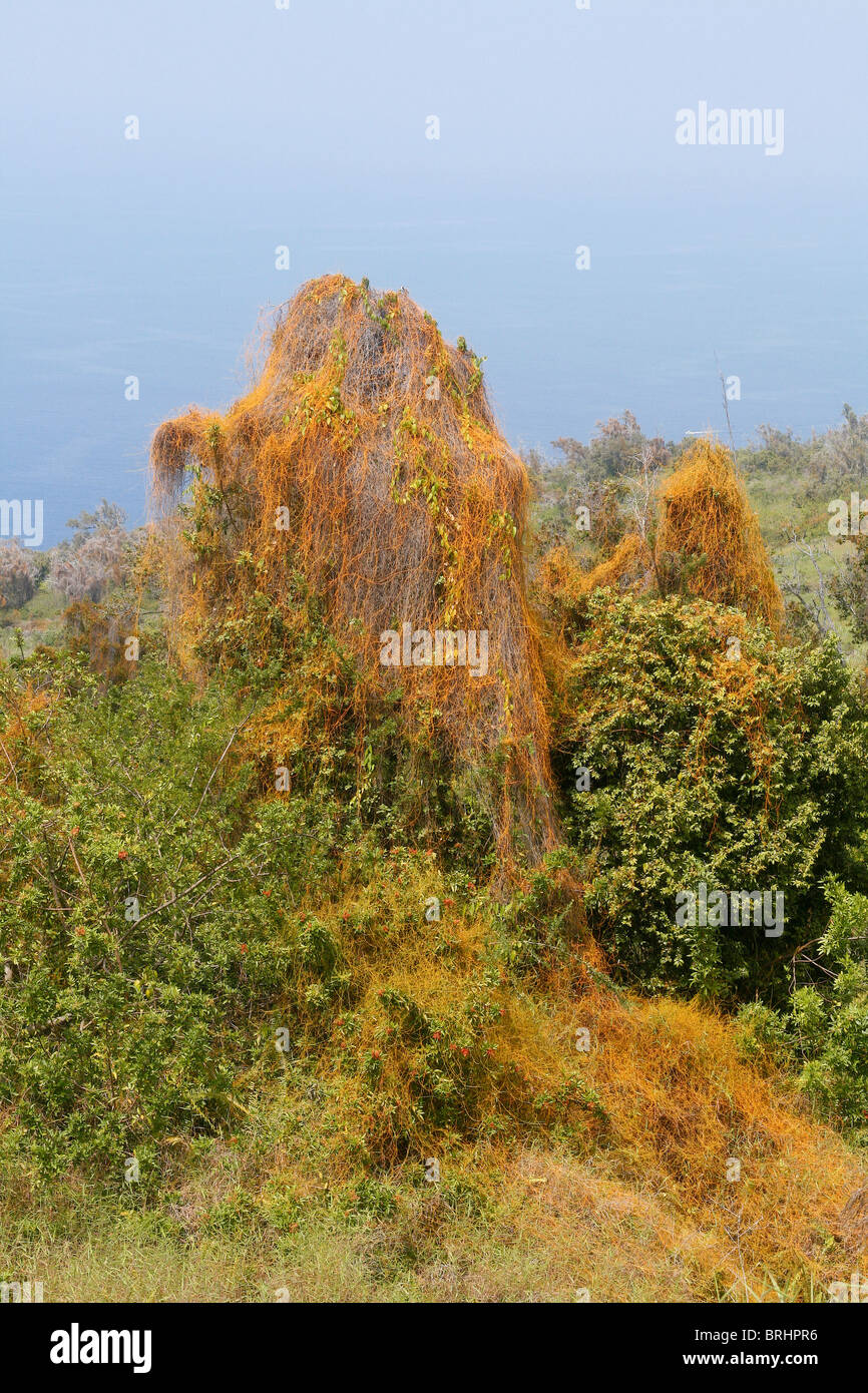 Dodder (Cuscuta sp Stock Photo - Alamy