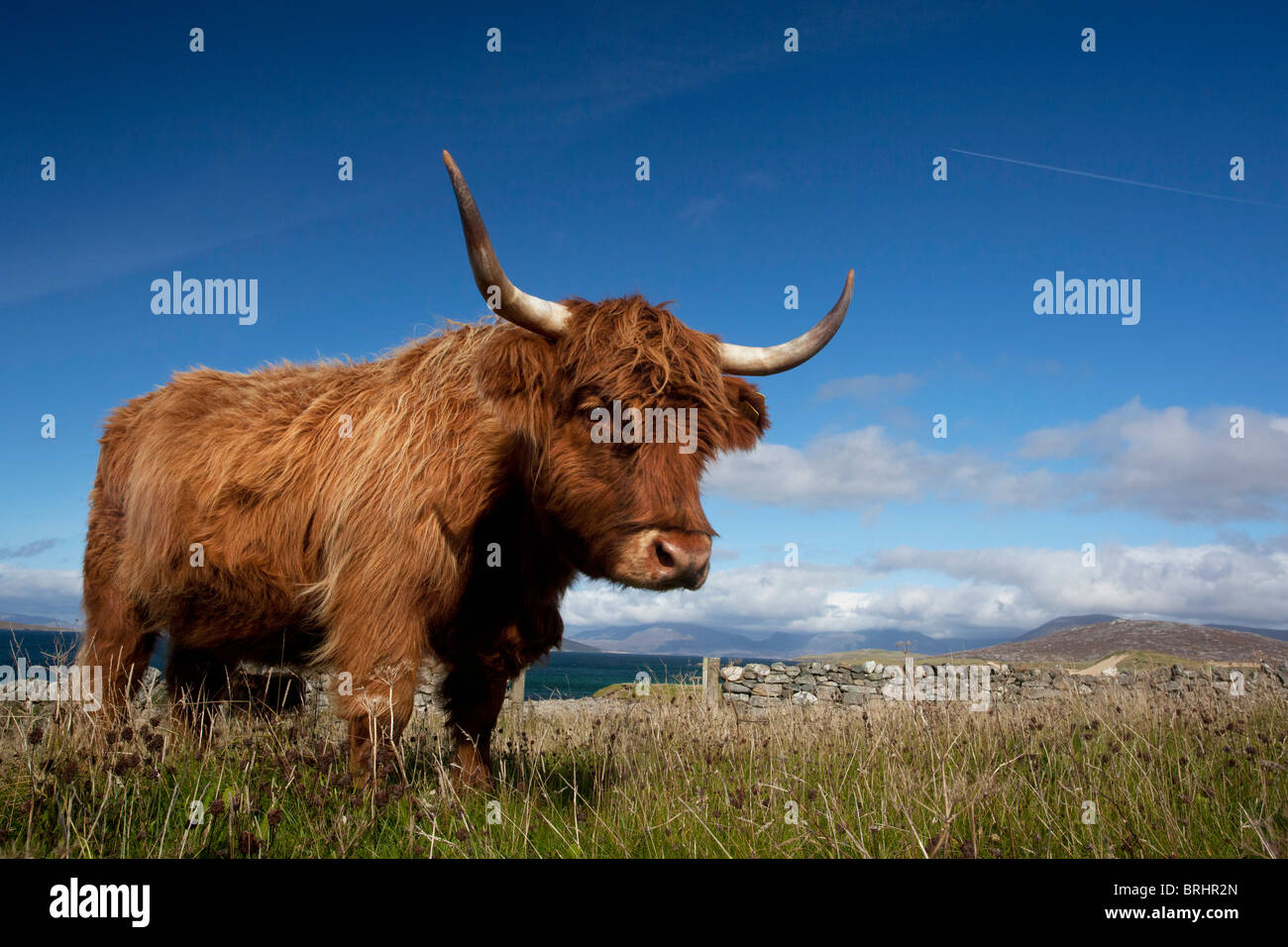 Highland Cow Harris High Resolution Stock Photography and Images - Alamy