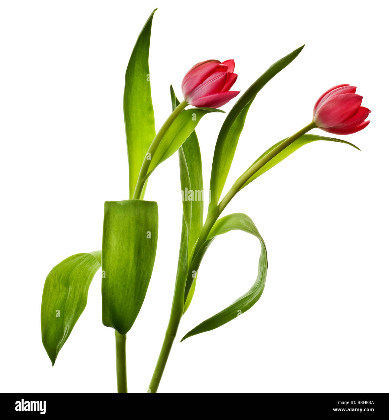 Green leaves pink tulip Cut Out Stock Images & Pictures - Alamy