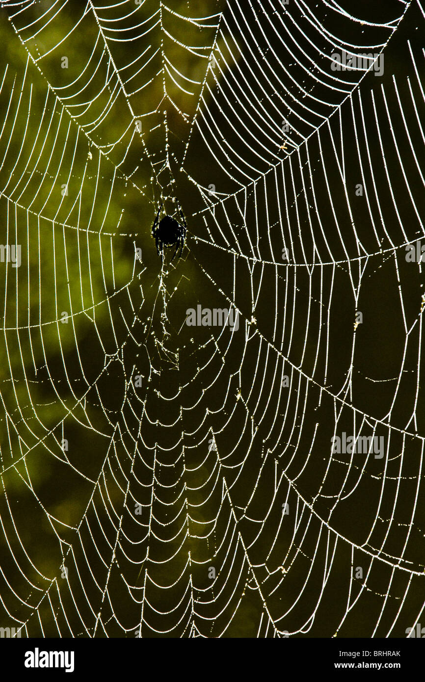 Dewy spider web, Madagascar Stock Photo - Alamy