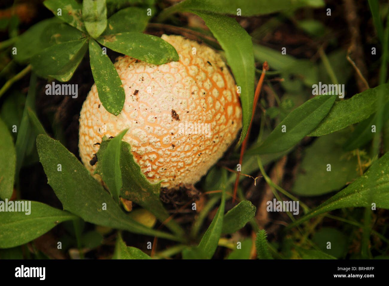 Beautiful natural forest plant life Stock Photo - Alamy