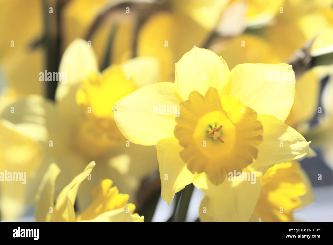 Spring daffodils Scotland Stock Photo - Alamy