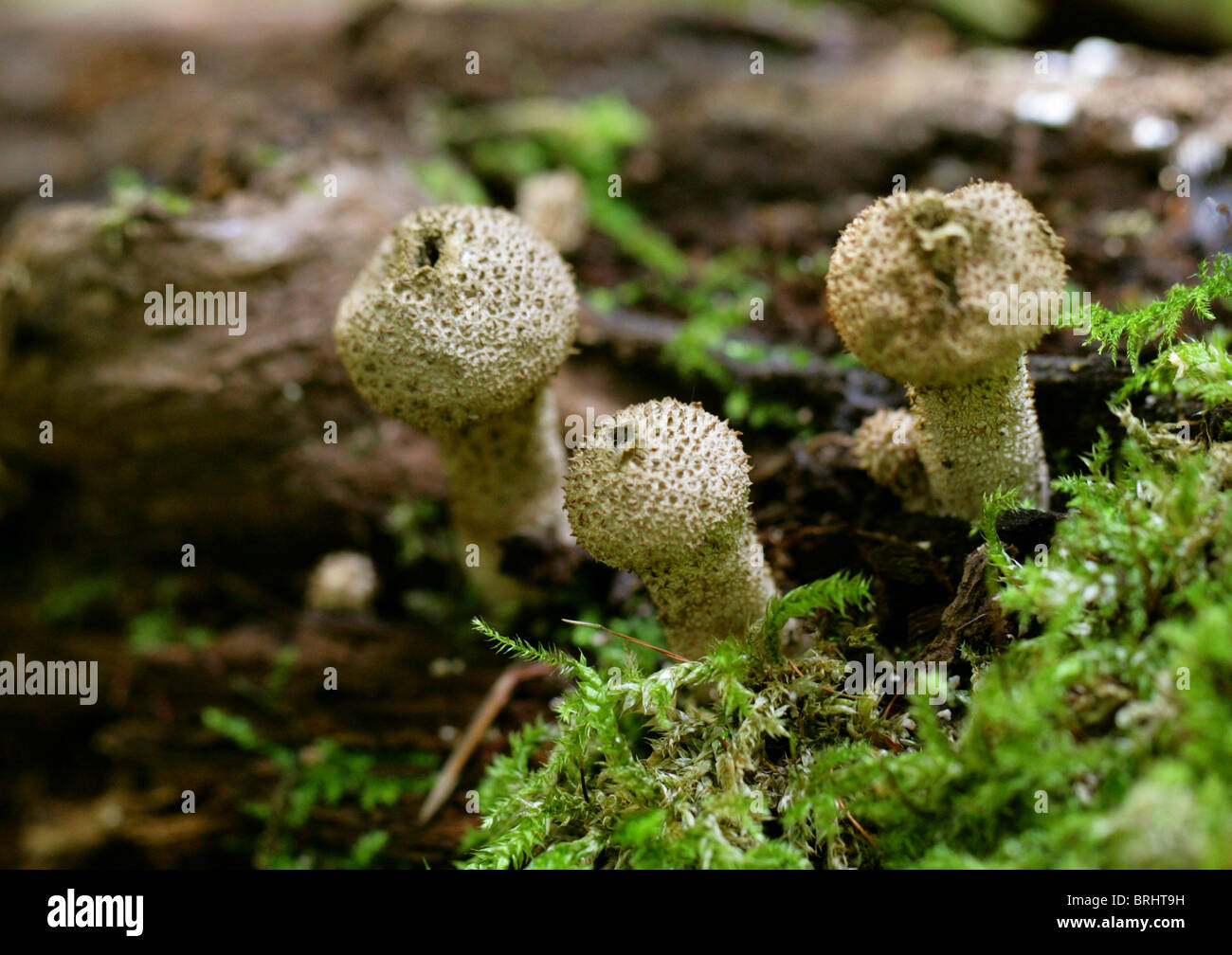Common Puffball, Lycoperdon perlatum , Lycoperdaceae. Growing on a Dead ...