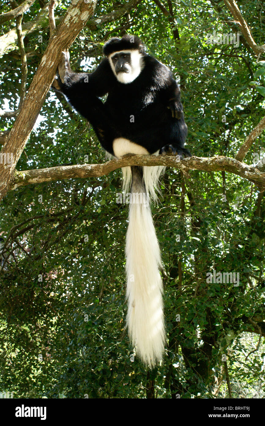 Eastern black-and-white colobus monkey sitting in tree, Kenya Stock ...