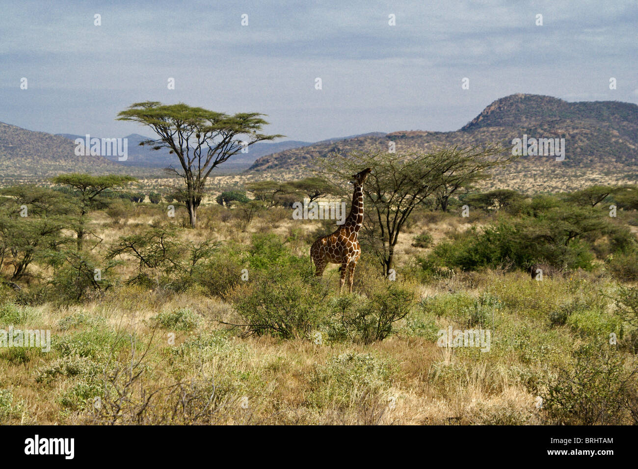 Giraffe eating from acacia tree hi-res stock photography and images - Alamy