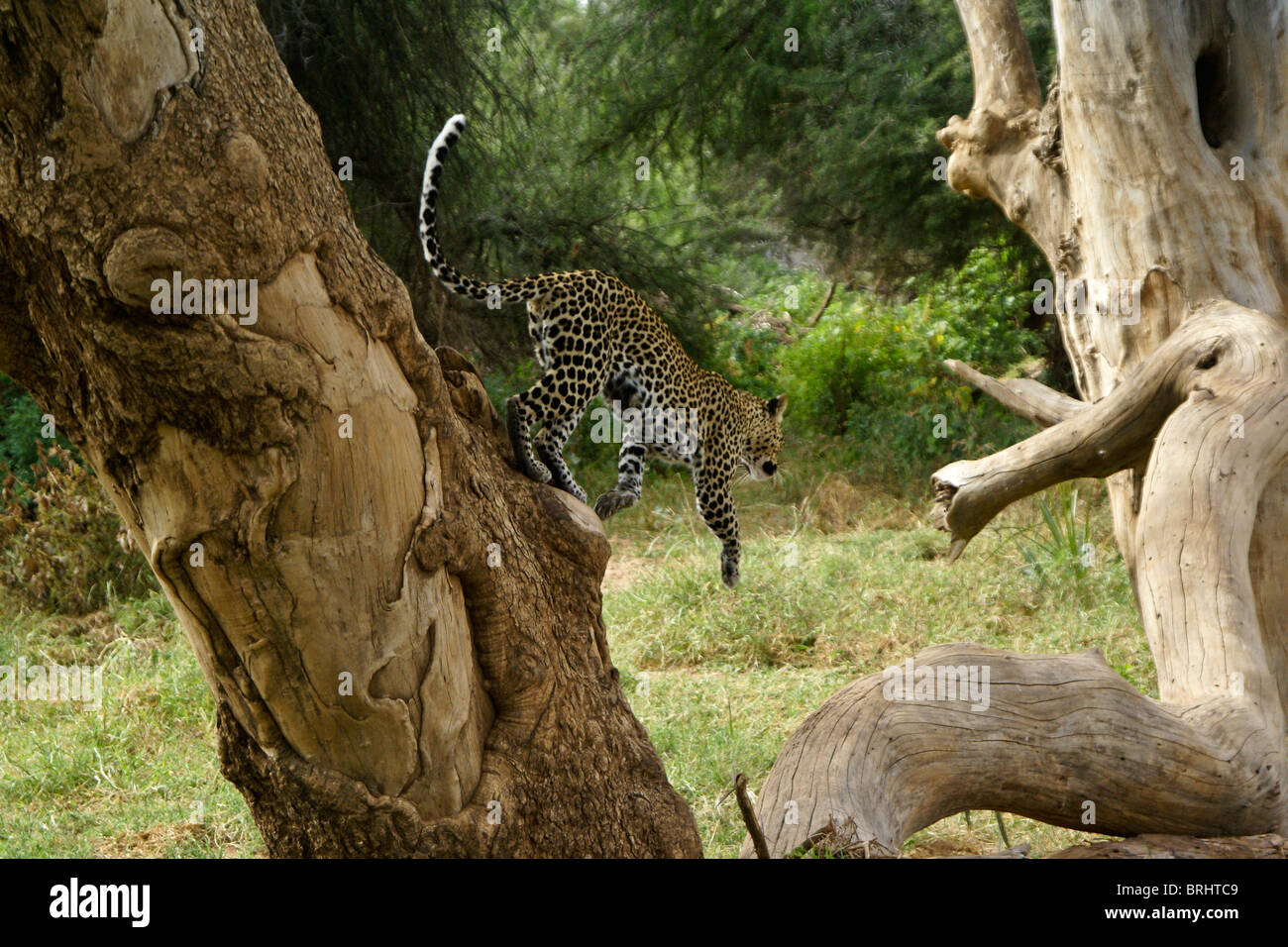Leopard jumping hi-res stock photography and images - Alamy