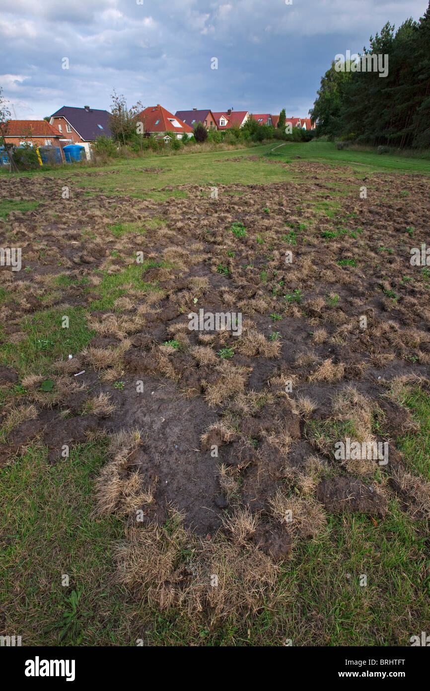 Wild boar (Sus scrofa) damage in field by rooting up the soil in search ...