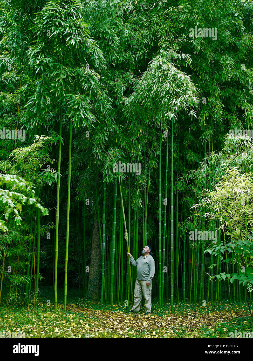 The fast growing bamboo Phyllostachys viridiglaucescens with human ...