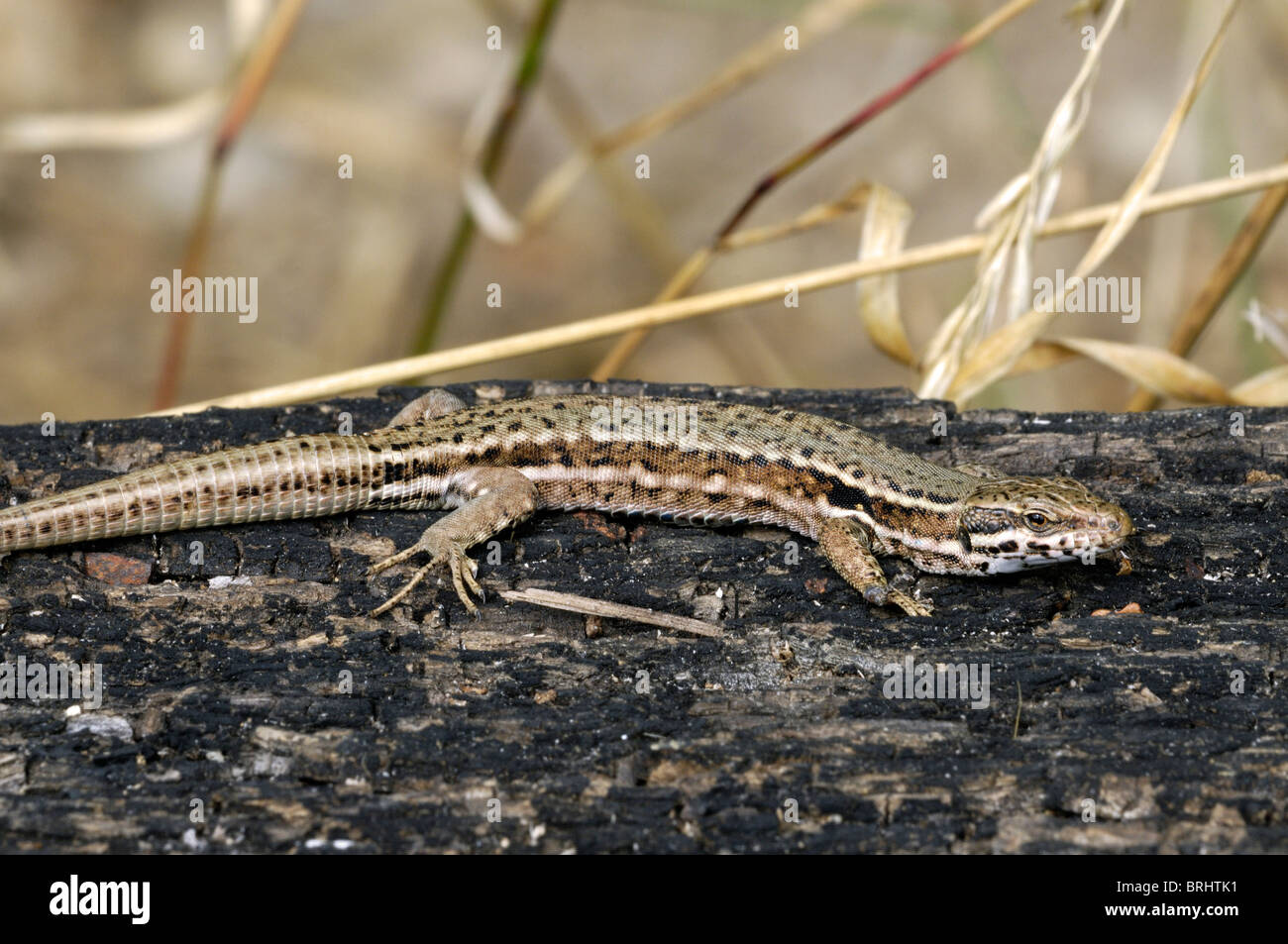 Common wall lizard (Podarcis / Lacerta muralis) sunning on burned wood ...
