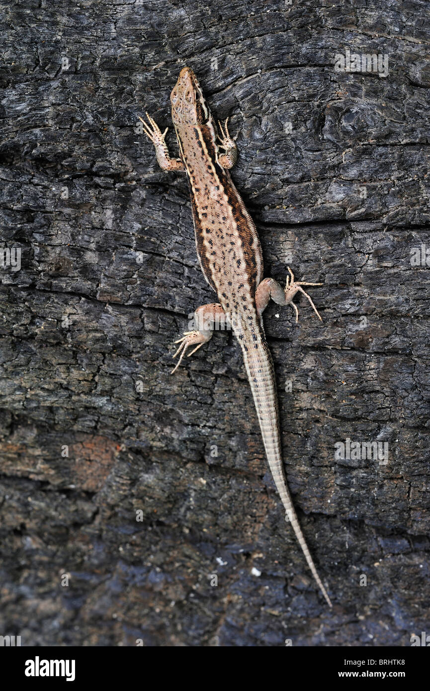 Common wall lizard (Podarcis / Lacerta muralis) sunning on burned wood ...