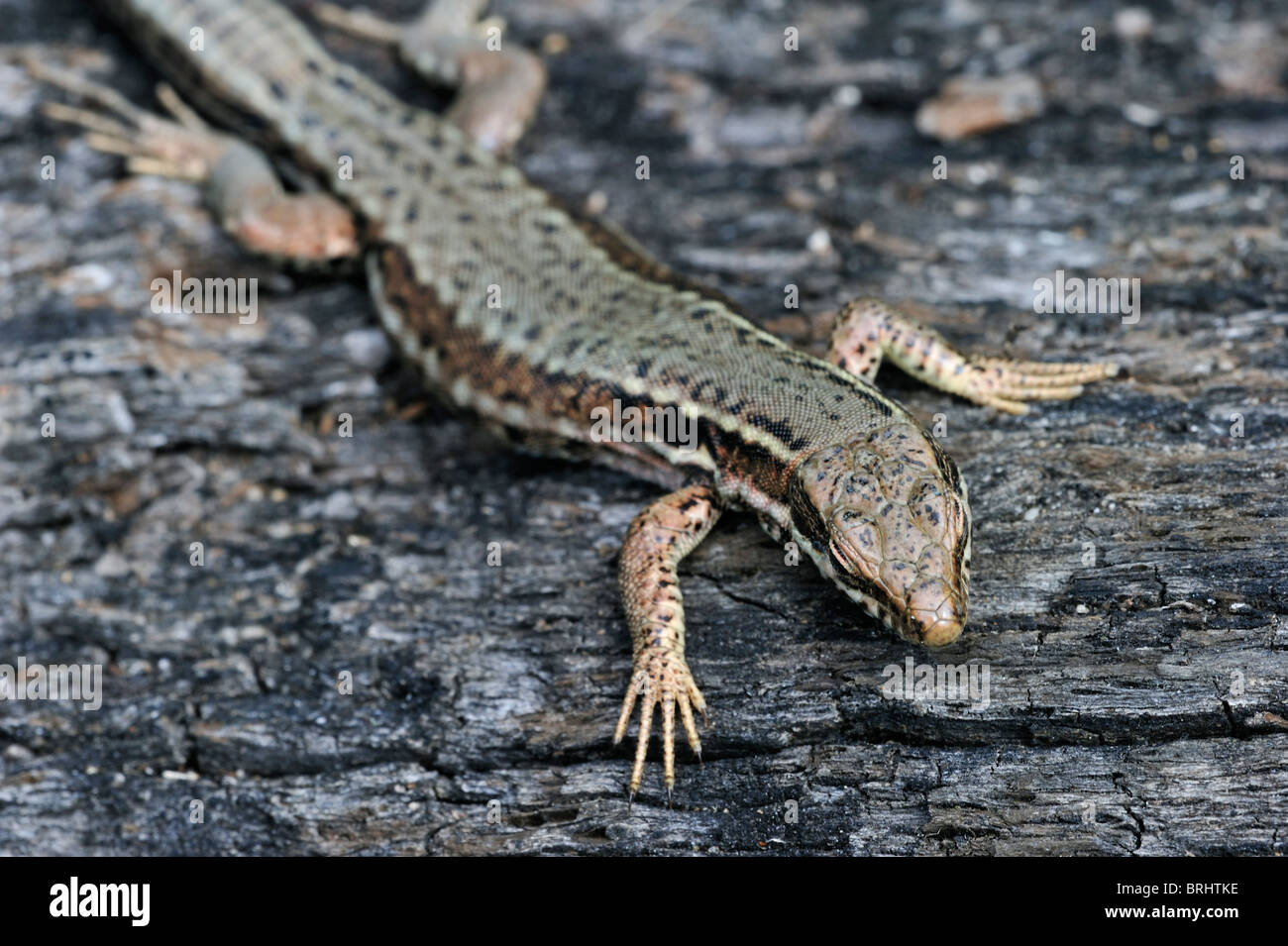 Common wall lizard (Podarcis / Lacerta muralis) sunning on burned wood ...