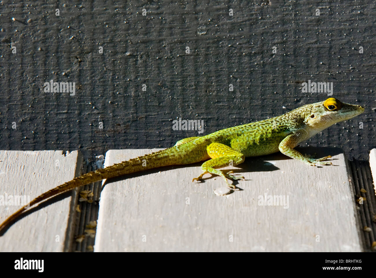 Caribbean reptiles hi-res stock photography and images - Alamy