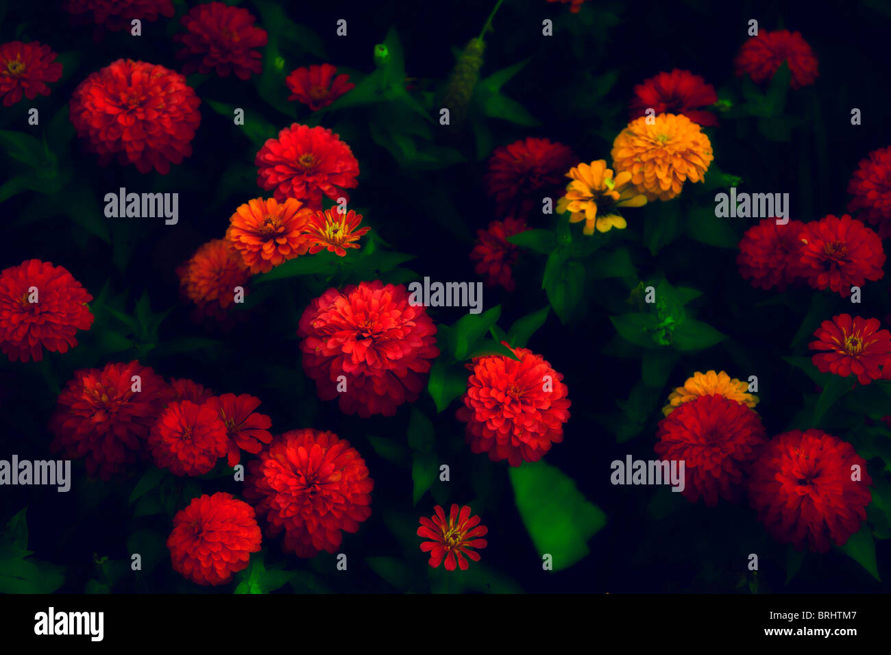 beautiful colorful garden flowers with grass closeup Stock Photo - Alamy
