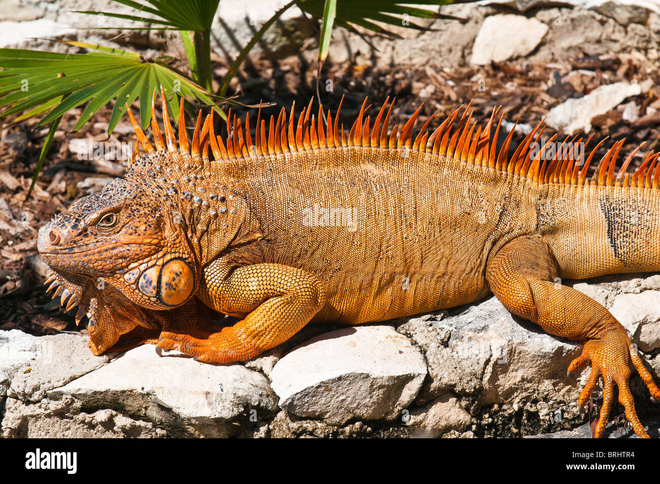 Mexico iguana lizard hi-res stock photography and images - Alamy