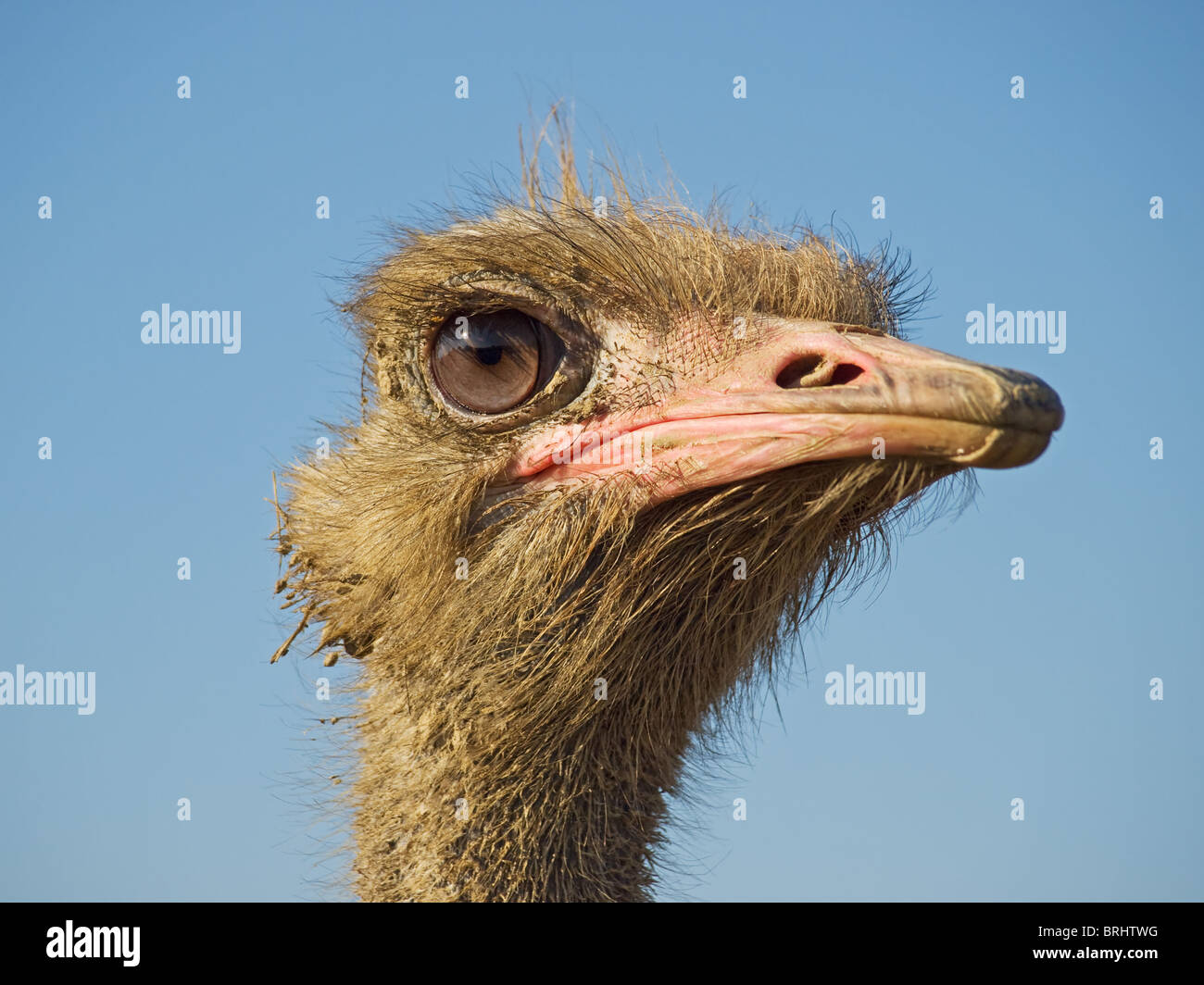 Profile of ostrich face on a clear sky background Stock Photo - Alamy