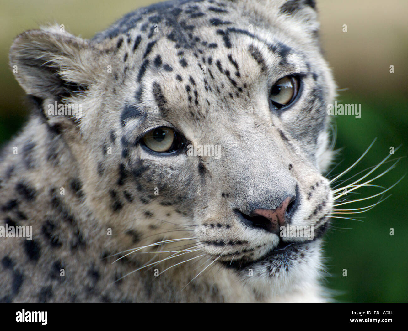 Female snow leopard looking at camera Stock Photo - Alamy