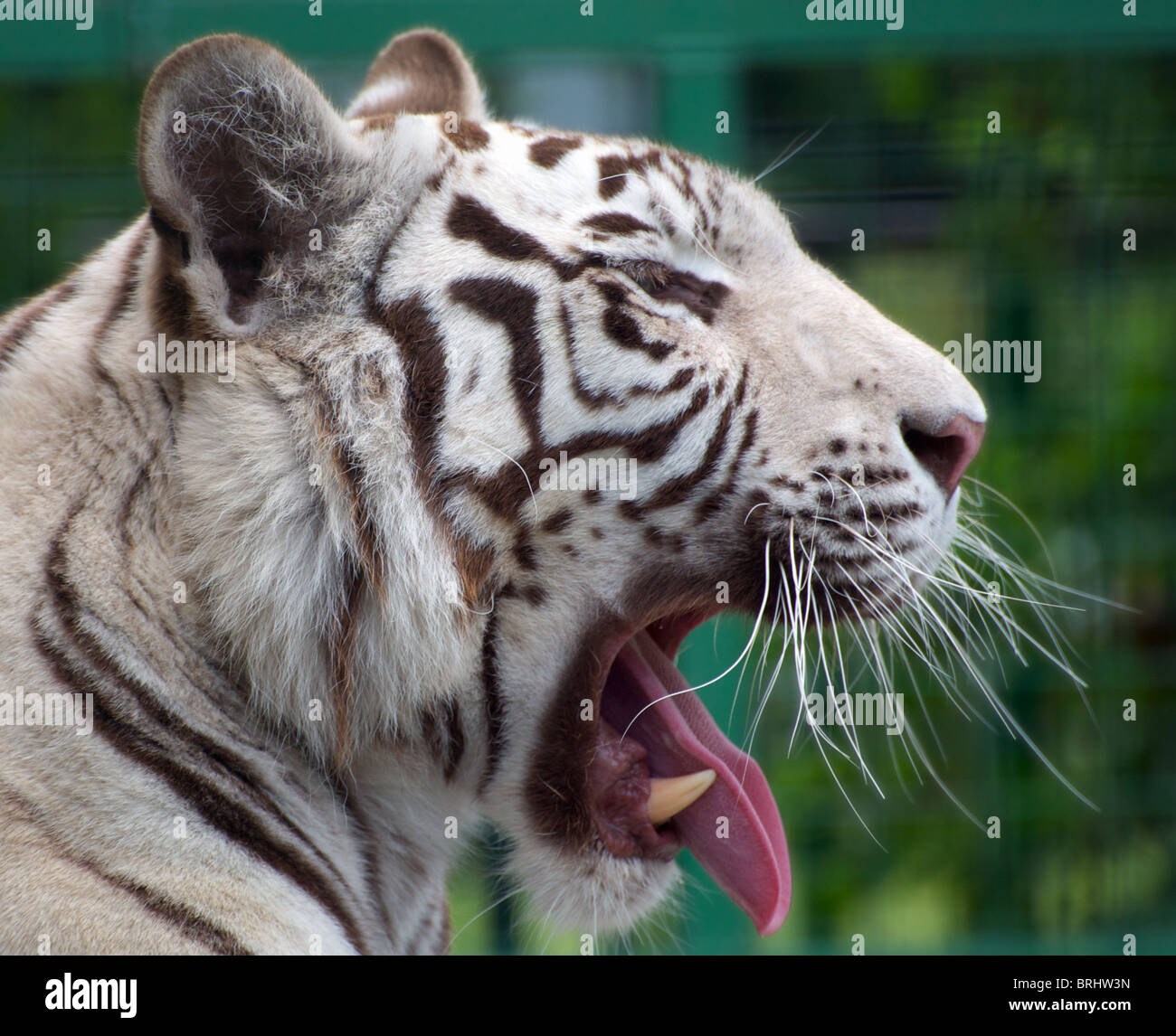 White tiger yawning Stock Photo - Alamy