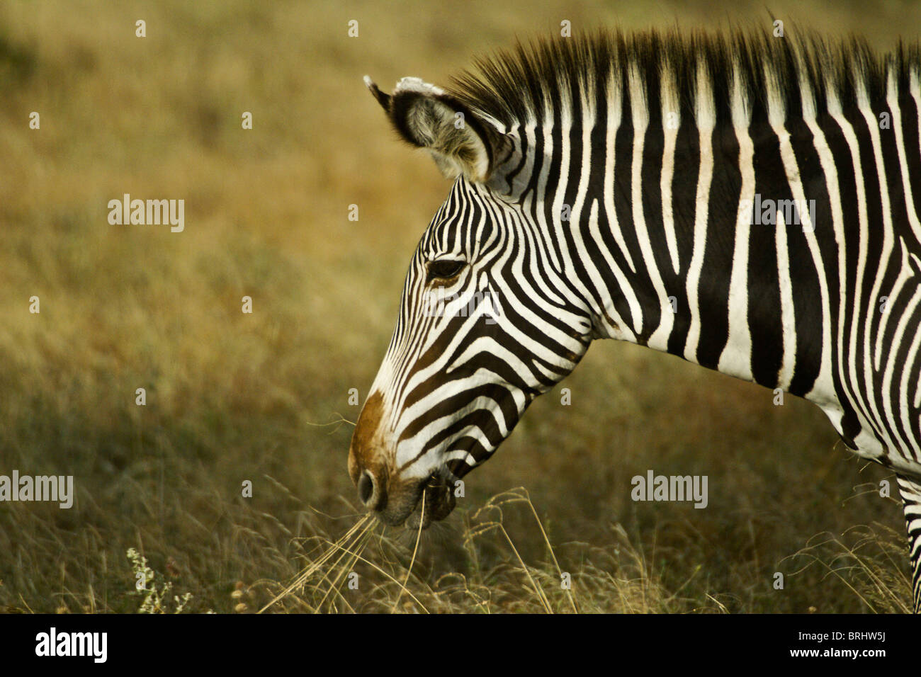 Zebra grazing savanna grassland hi-res stock photography and images - Alamy