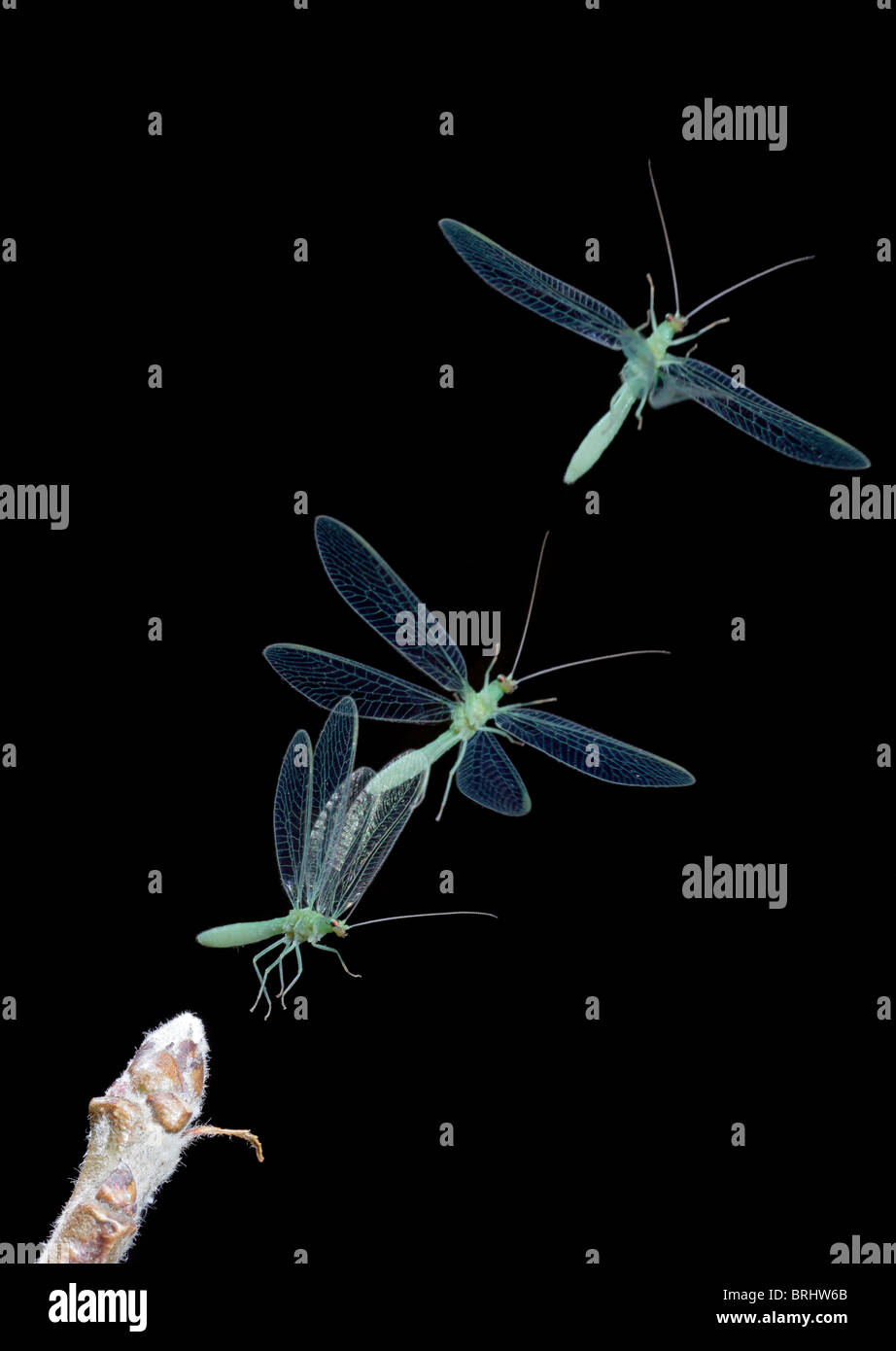 Lacewing ( Chrysopa sp ) taking off multi image Stock Photo - Alamy
