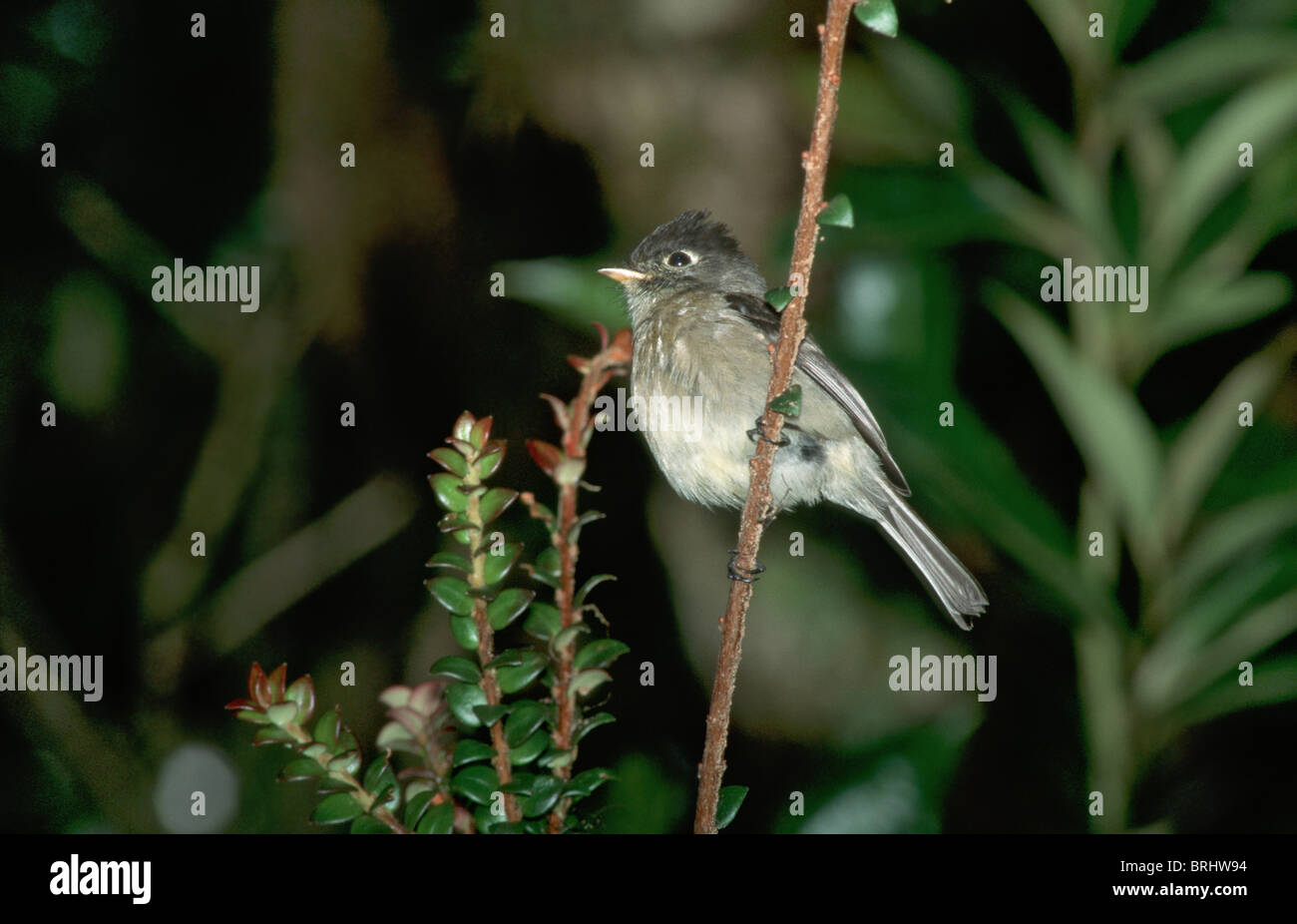 Black capped flycatcher hi-res stock photography and images - Alamy