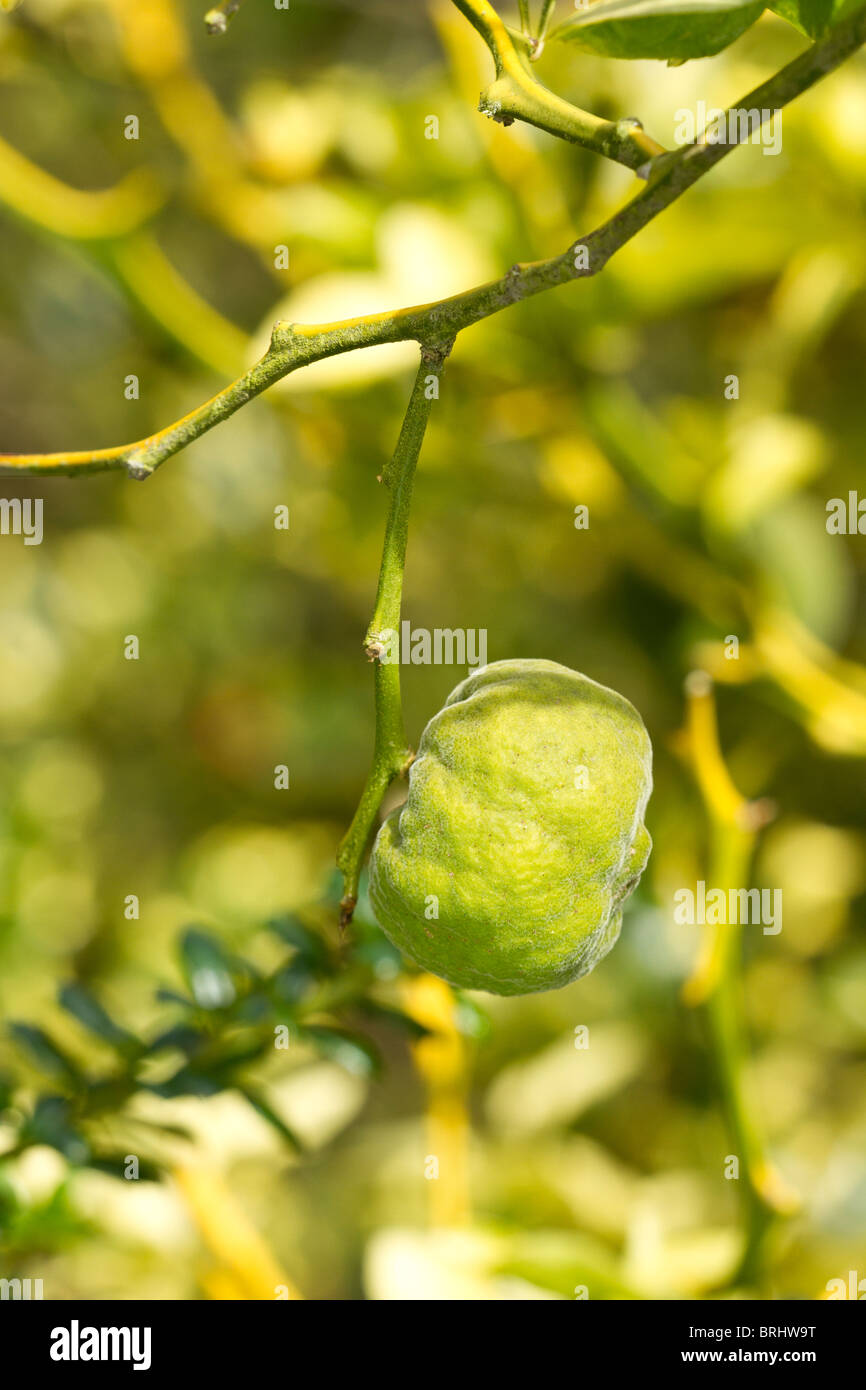 Poncirus trifoliat hi-res stock photography and images - Alamy