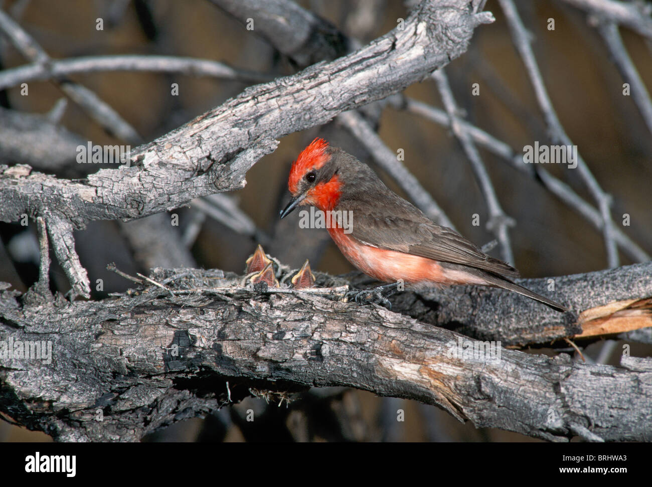 Vermilion Flycatcher Adult Male at nest with nestlings Stock Photo - Alamy
