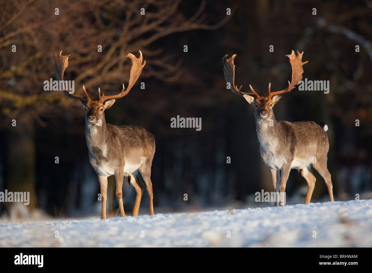 Two dama dama hi-res stock photography and images - Alamy