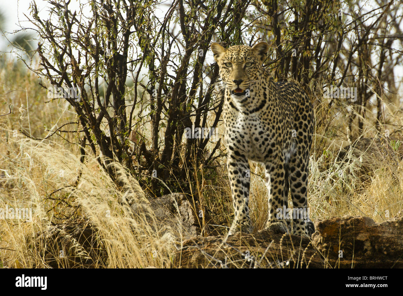 African leopard in bush, Samburu, Kenya Stock Photo - Alamy