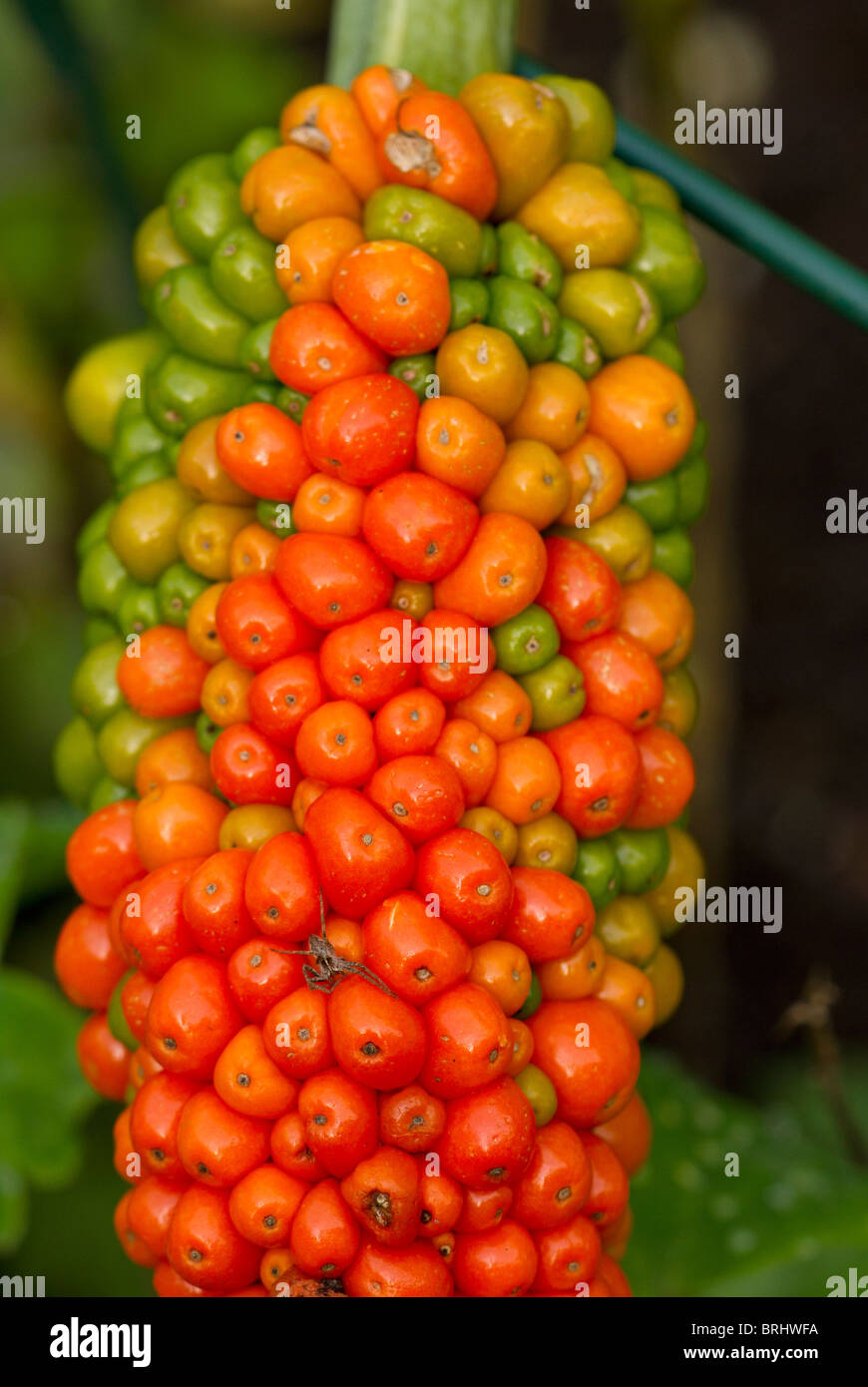 Common dracunculus vulgaris hi-res stock photography and images - Alamy