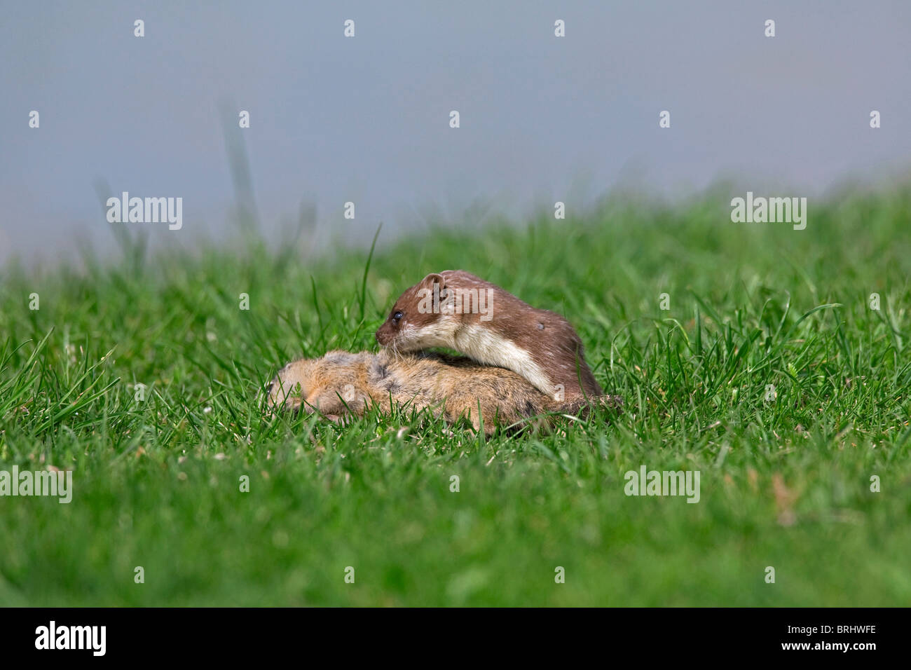 European Stoat / Ermine (Mustela erminea) with killed European Ground ...