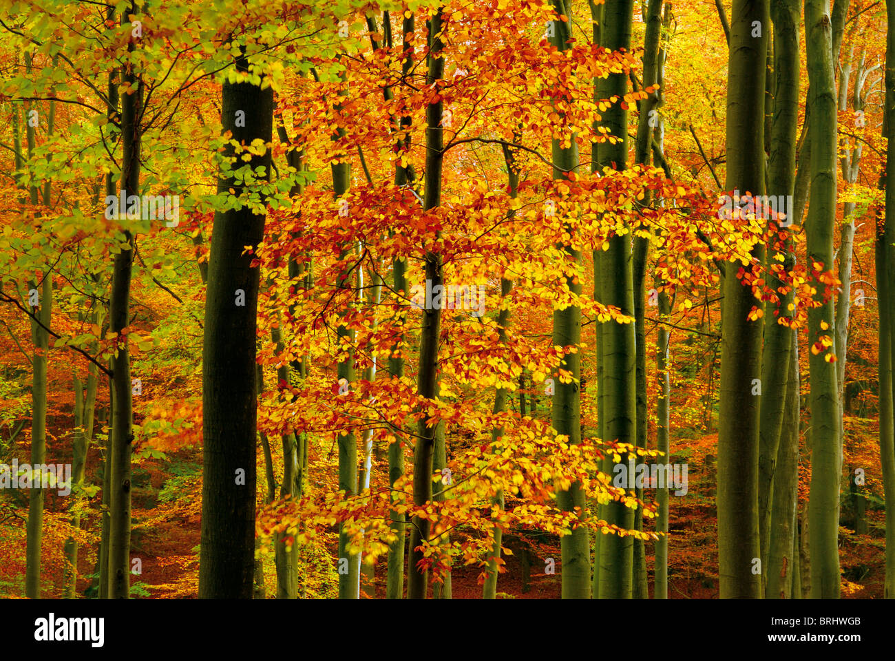 Yellow autumn forest hi-res stock photography and images - Alamy