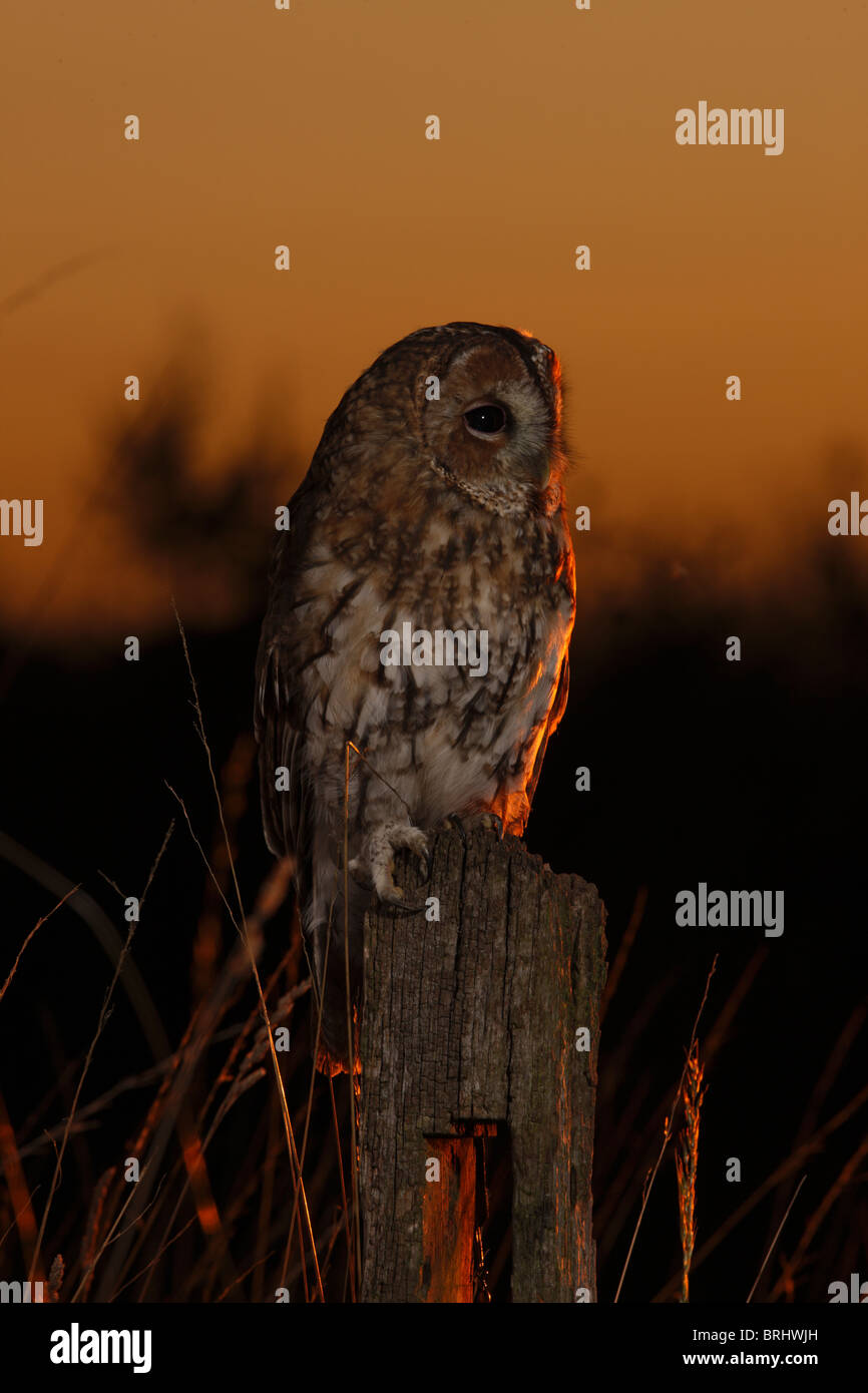 Owl sunset hi-res stock photography and images - Alamy