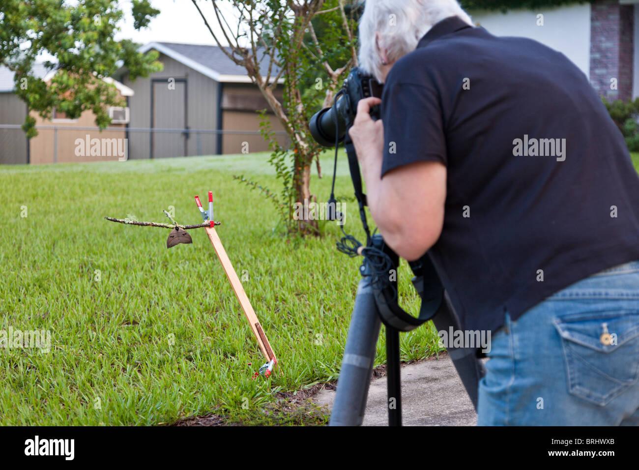 Photographing insects hi-res stock photography and images - Alamy