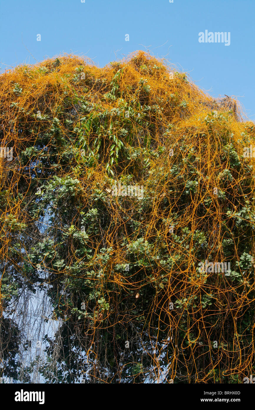 Dodder (Cuscuta sp Stock Photo - Alamy