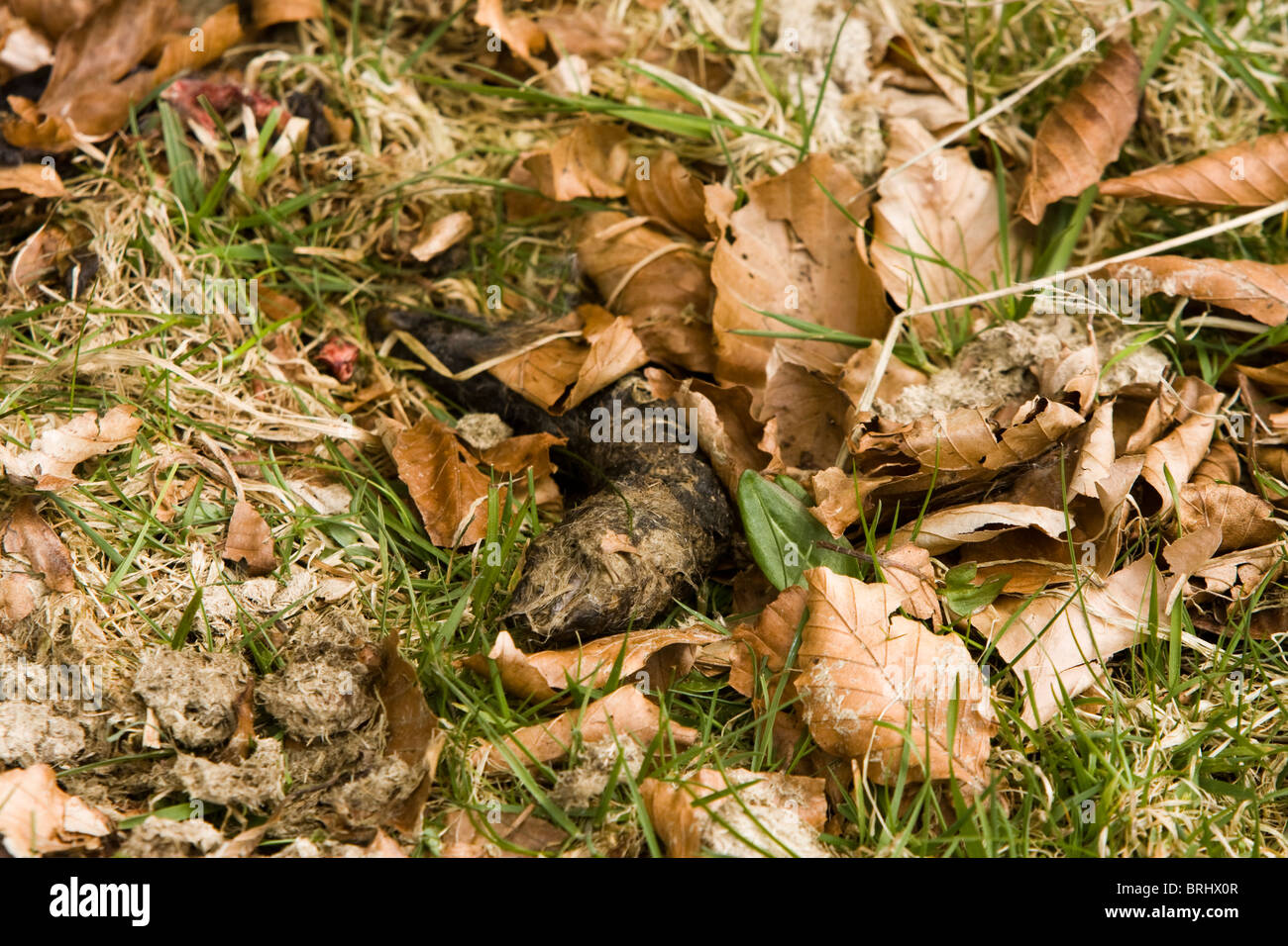 Fox Scat High Resolution Stock Photography and Images - Alamy