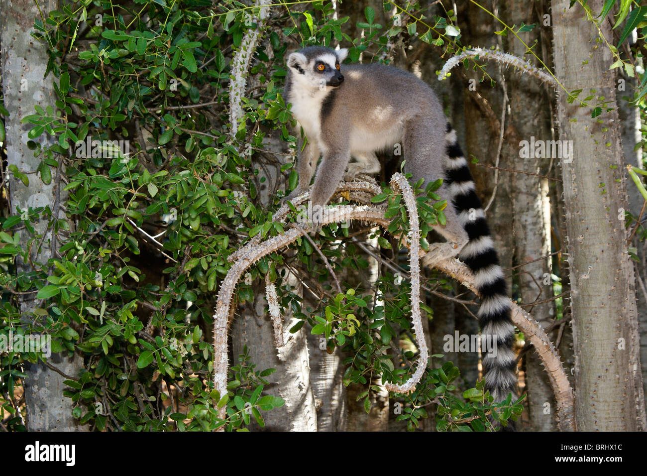 Ring-tailed lemur in tree, Madagascar Stock Photo - Alamy